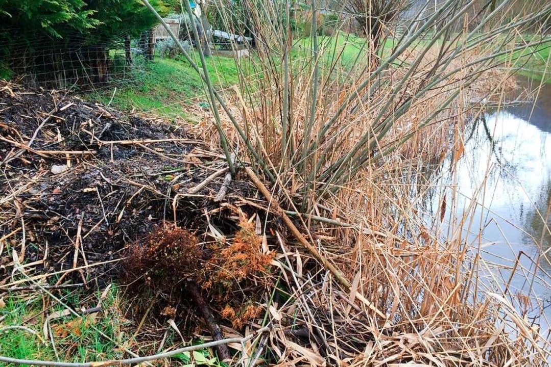 Biber machen es sich in Bad Säckingen gemütlich - Bad Säckingen ...