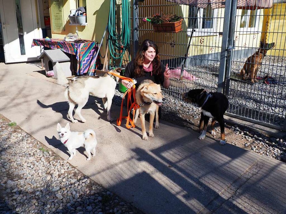 Im Tierheim in Weil am Rhein gibt es kaum noch Platz für Hunde - Weil ...