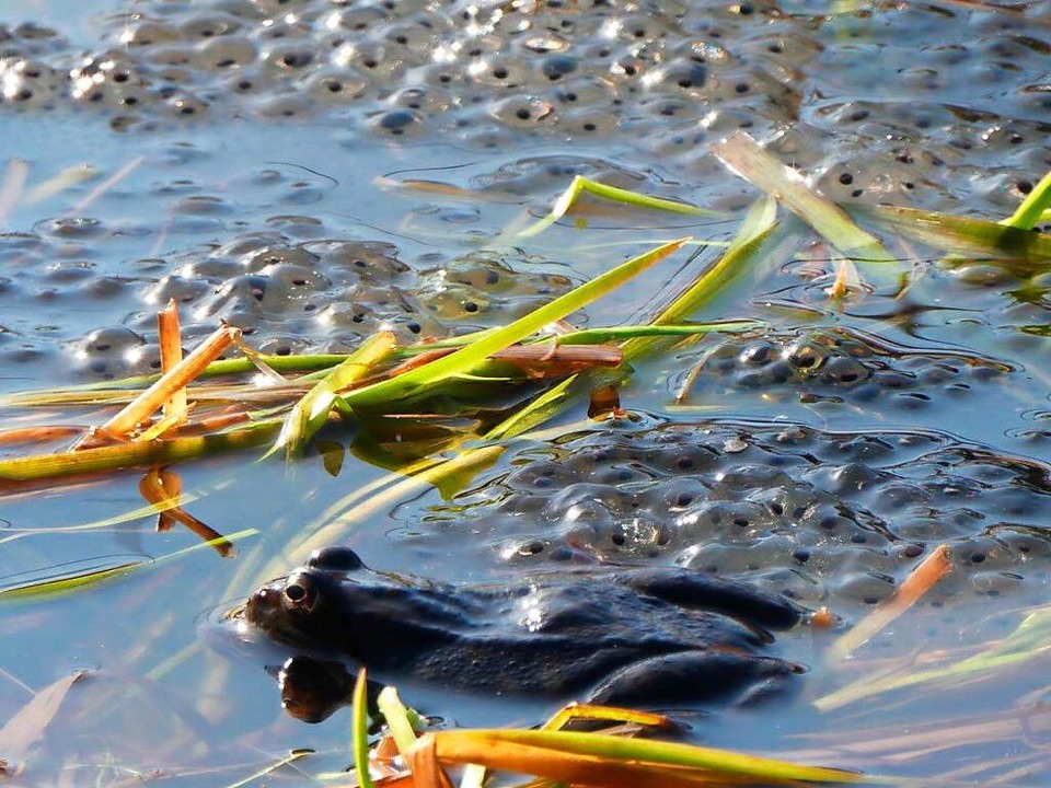 Ein Frosch und Froscheier bei Falkau - Feldberg - Badische Zeitung