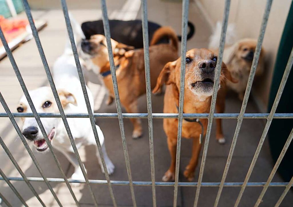 Experten fürchten, dass jetzt die Tierheime wieder sehr voll werden ...