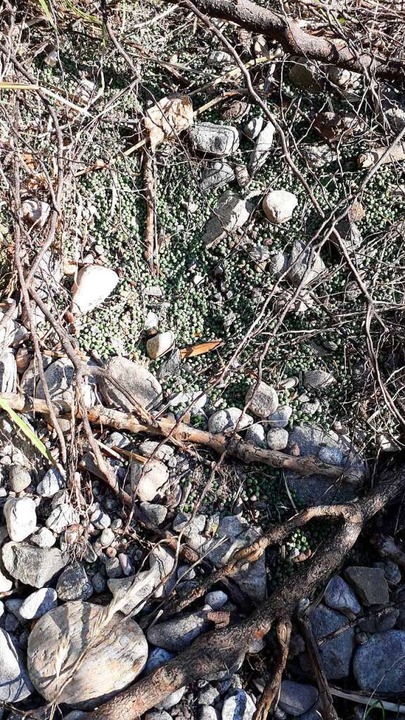 Fortgespültes Granulat hält sich hartnäckig in der Umgebung - Freiburg ...