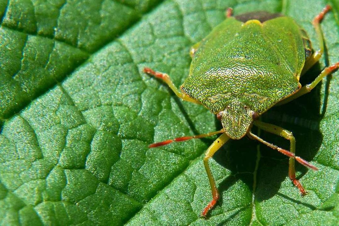 Was hilft gegen Stinkwanzen? - Haus & Garten - Badische Zeitung