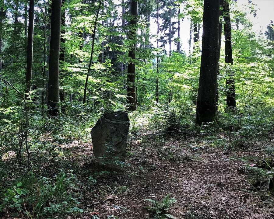 Vor zehn Jahren entstand die Idee – heute sind im Wittnauer Ruhewald ...