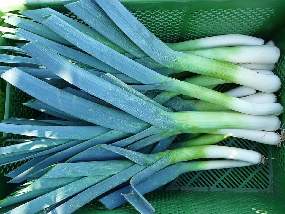 Lauch – die spannende Stange - Gastronomie - Badische Zeitung