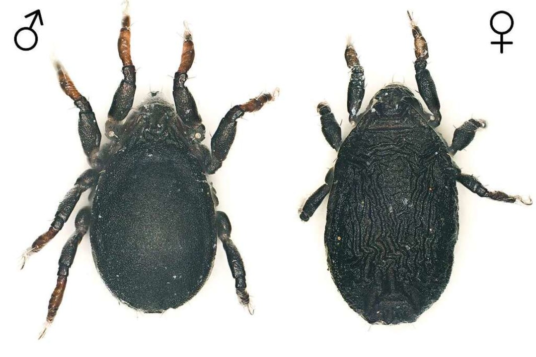 Forscher identifiziert neue Milben-Art über Twitter - Panorama ...