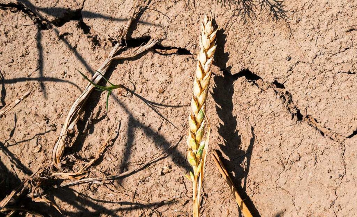 Kein Ende der Dürre und der Brände in Südeuropa - Panorama - Badische Zeitung