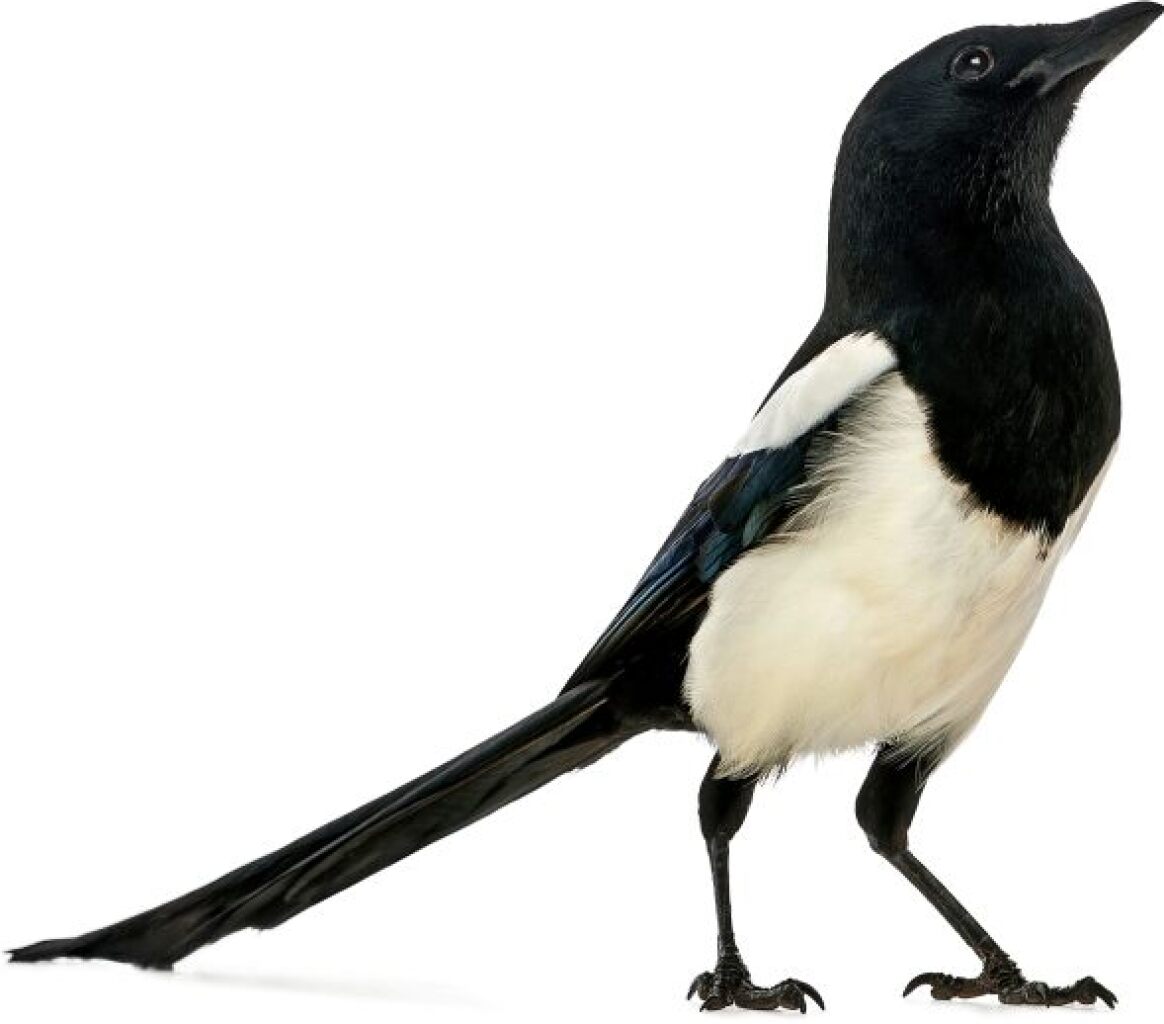 UNTER UNS: Der Ruf der Elster - Kolumnen (Sonstige) - Badische Zeitung