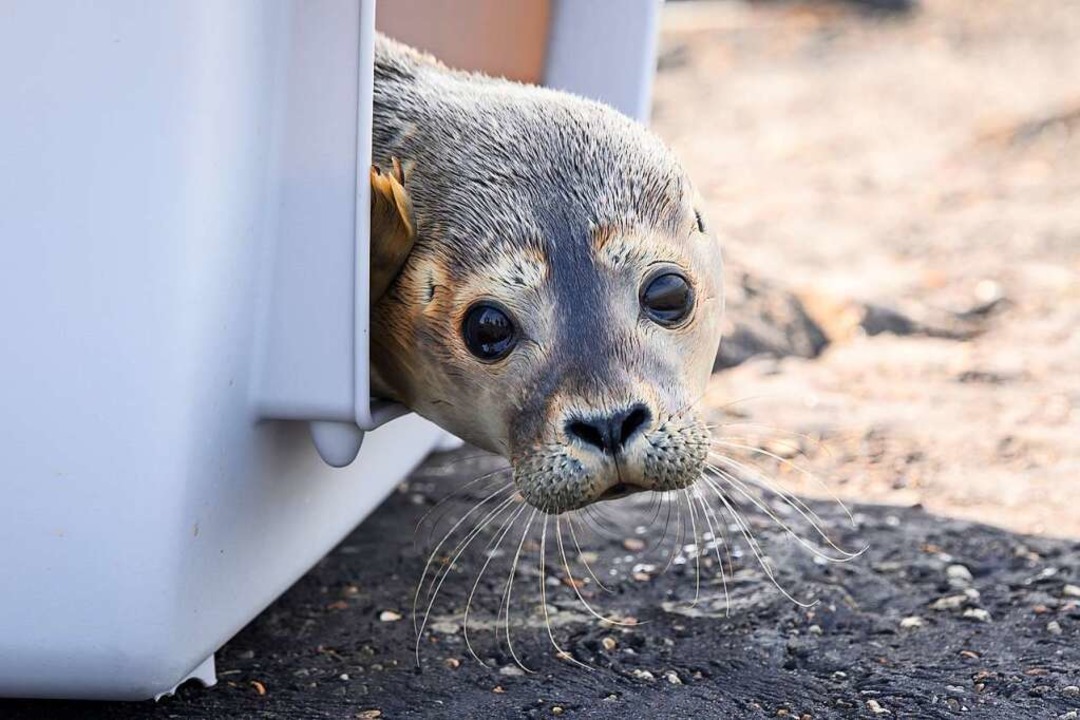Seehundstation Friedrichskoog wildert erste Heuler der Saison aus ...