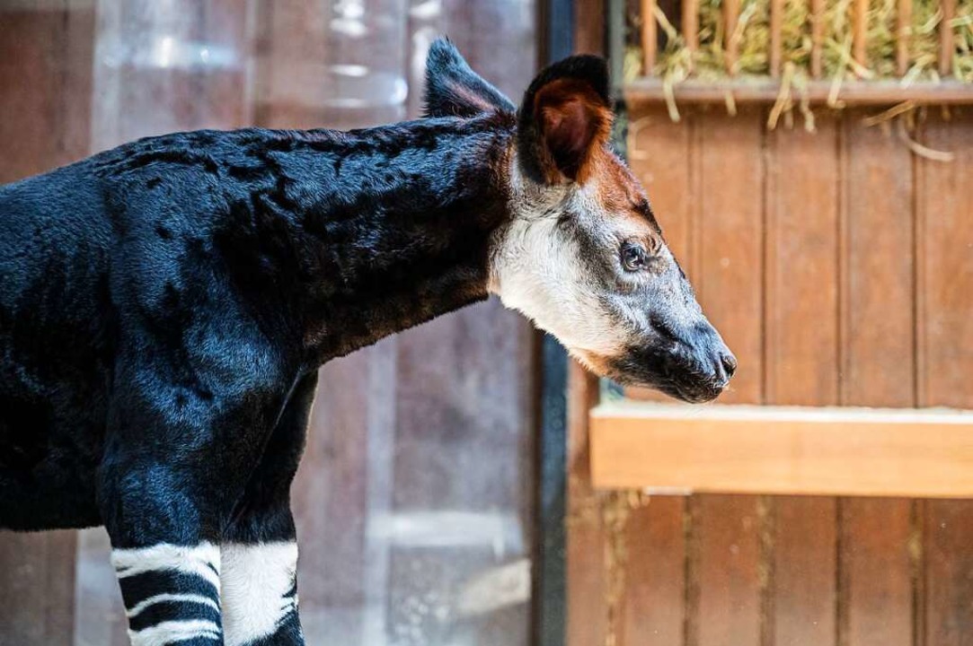 Nachwuchs bei den Okapis im Zoo Basel - Basel - Badische Zeitung