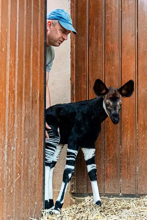 Nachwuchs bei den Okapis im Zoo Basel - Basel - Badische Zeitung