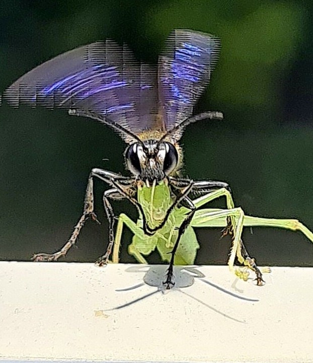 Jäger mit Beute - Eimeldingen - Badische Zeitung