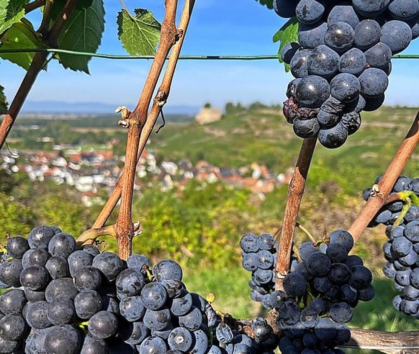 Hecklingen im Schmucke edler Reben - Kenzingen - Badische Zeitung