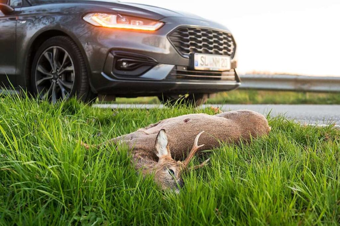 Fragen & Antworten: Was Autofahrer über Wildunfälle wissen müssen ...