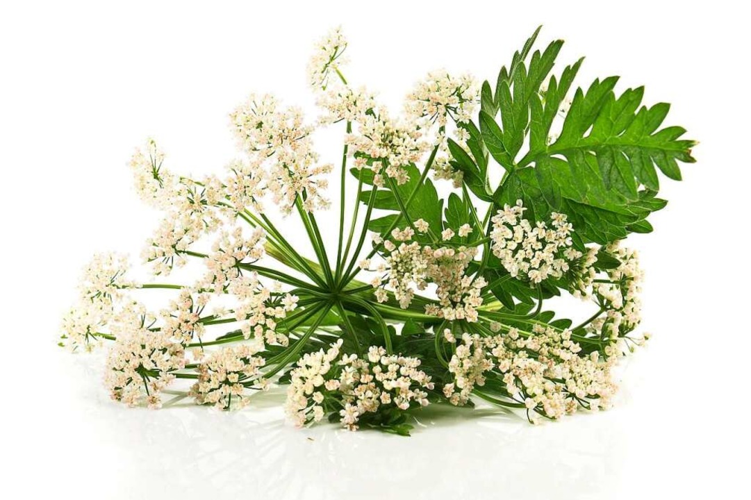 Schafgarbe hilft bei der Wundheilung und schützt die Leber - Gesundheit & Ernährung - Badische ...