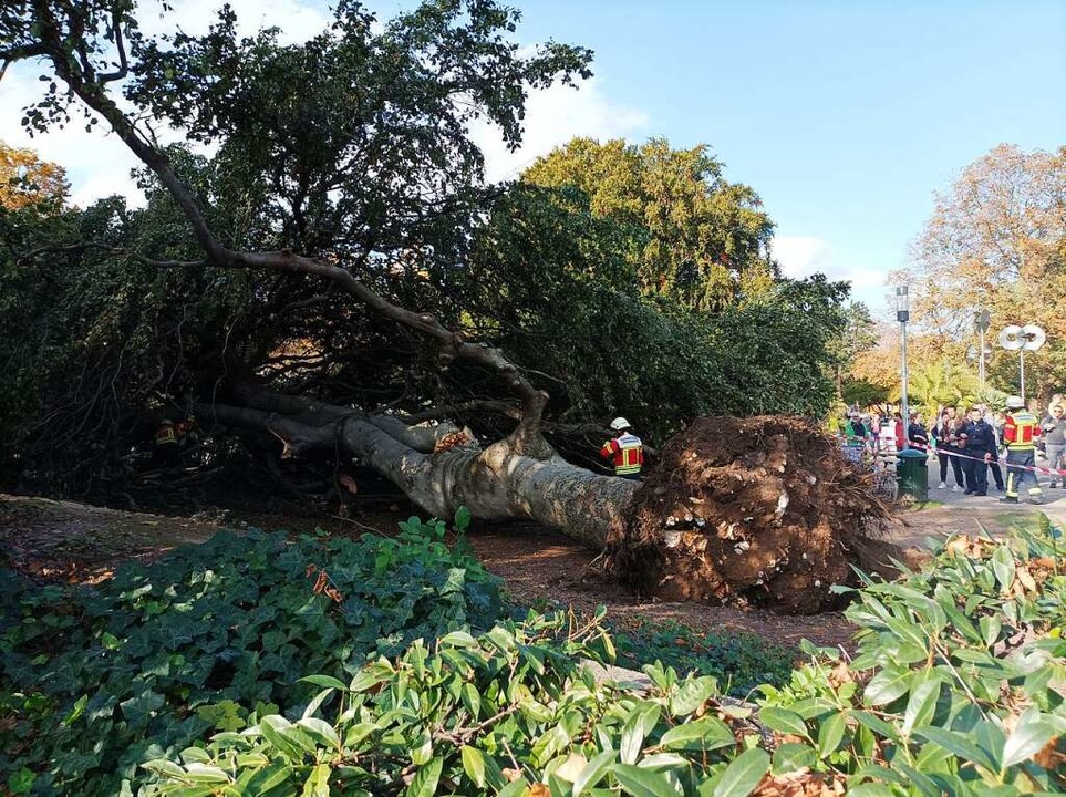 Großer Baum in Freiburger Stadtgarten umgekippt – keine Verletzten ...