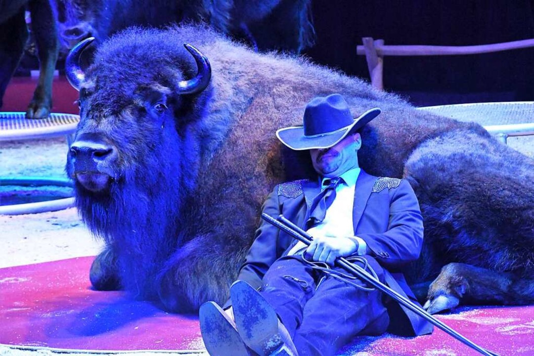 Marcel Krämers Bisondressur im Lörracher Weihnachtscircus ist weltweit ...