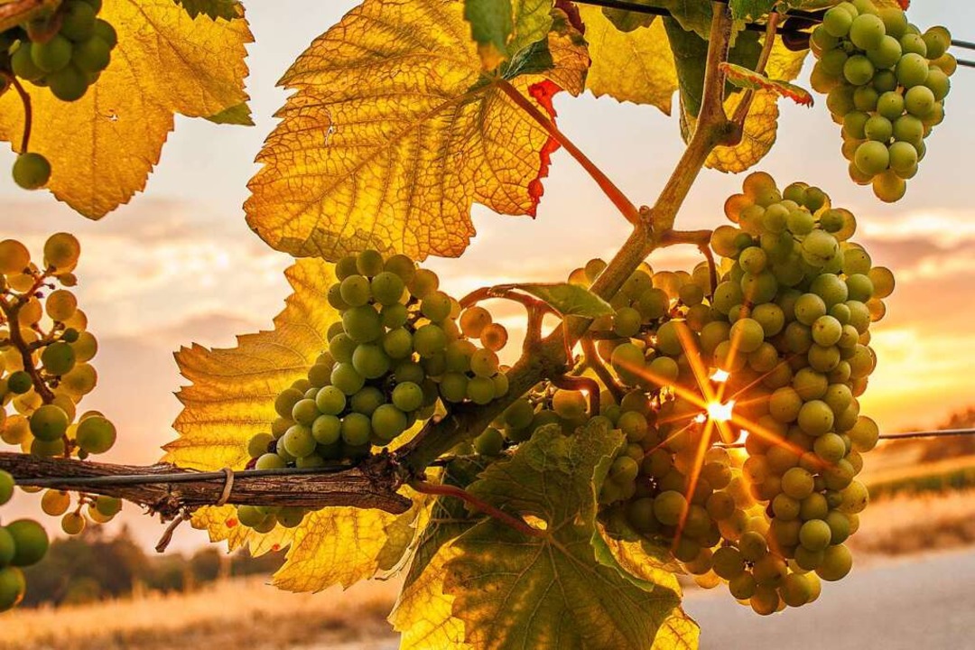 Winzer haben in Freiburg-Opfingen rund drei Millionen Kilo Trauben ...