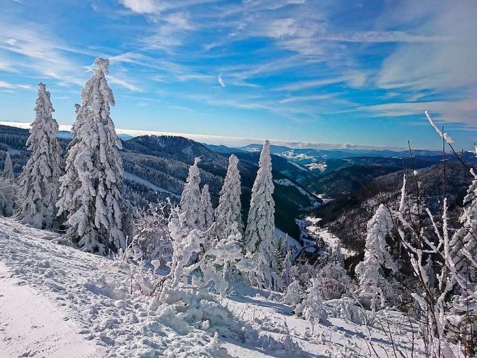 Schneeüberzogene Bäume am Feldberg - Feldberg - Badische Zeitung