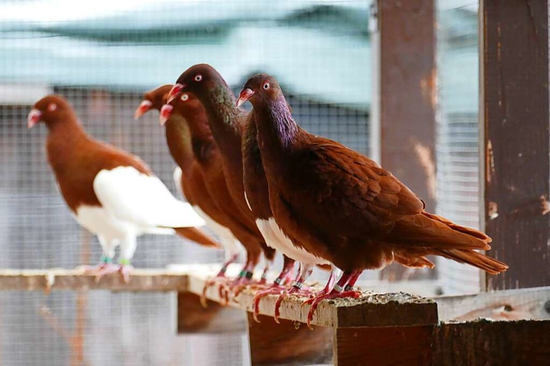 Ein Taubenzüchter der Meisterklasse: Christian Schejka aus Rheinfelden ...