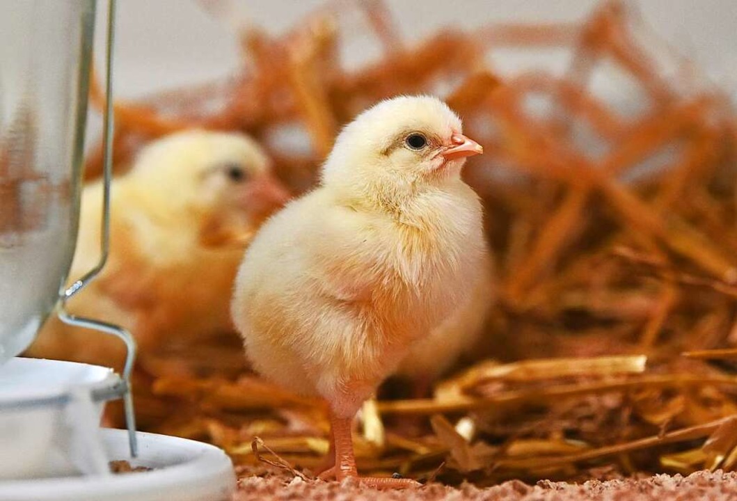 Im Museum Natur und Mensch startet die jährliche Kükenschau wieder ...