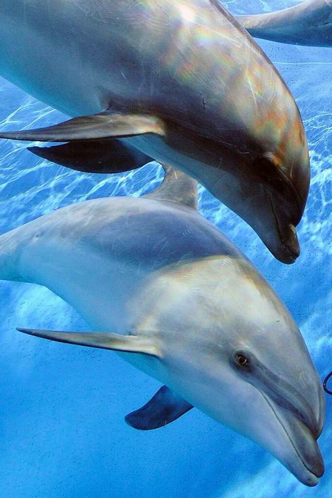 Tierschützer: Japans Delfinjäger attackierten Muttertiere mit Babys - Panorama - Badische Zeitung