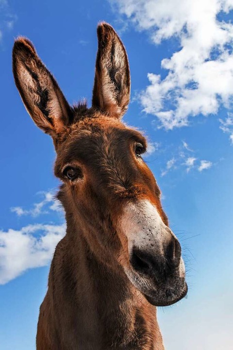 Warum sind die Esel auf Mallorca bedroht? - Erklär's mir - Badische Zeitung