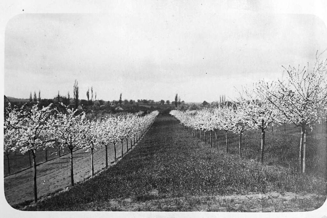 Seit 100 Jahren wächst bei der Familie Sehringer frisches Obst auf dem ...