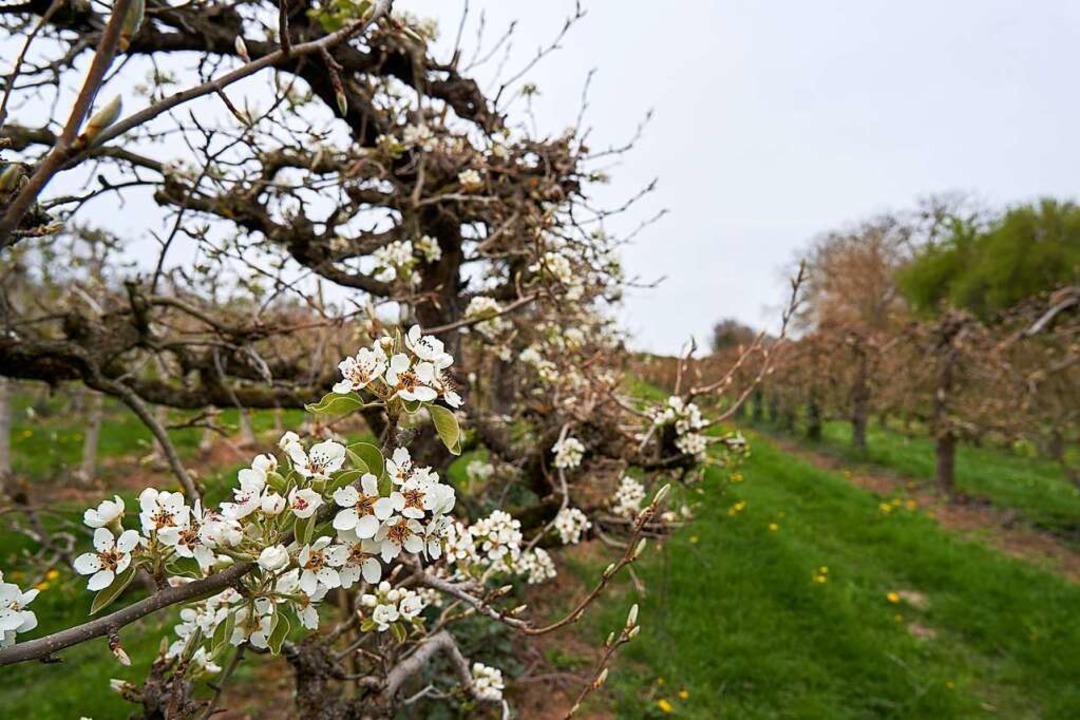 Seit 100 Jahren wächst bei der Familie Sehringer frisches Obst auf dem ...
