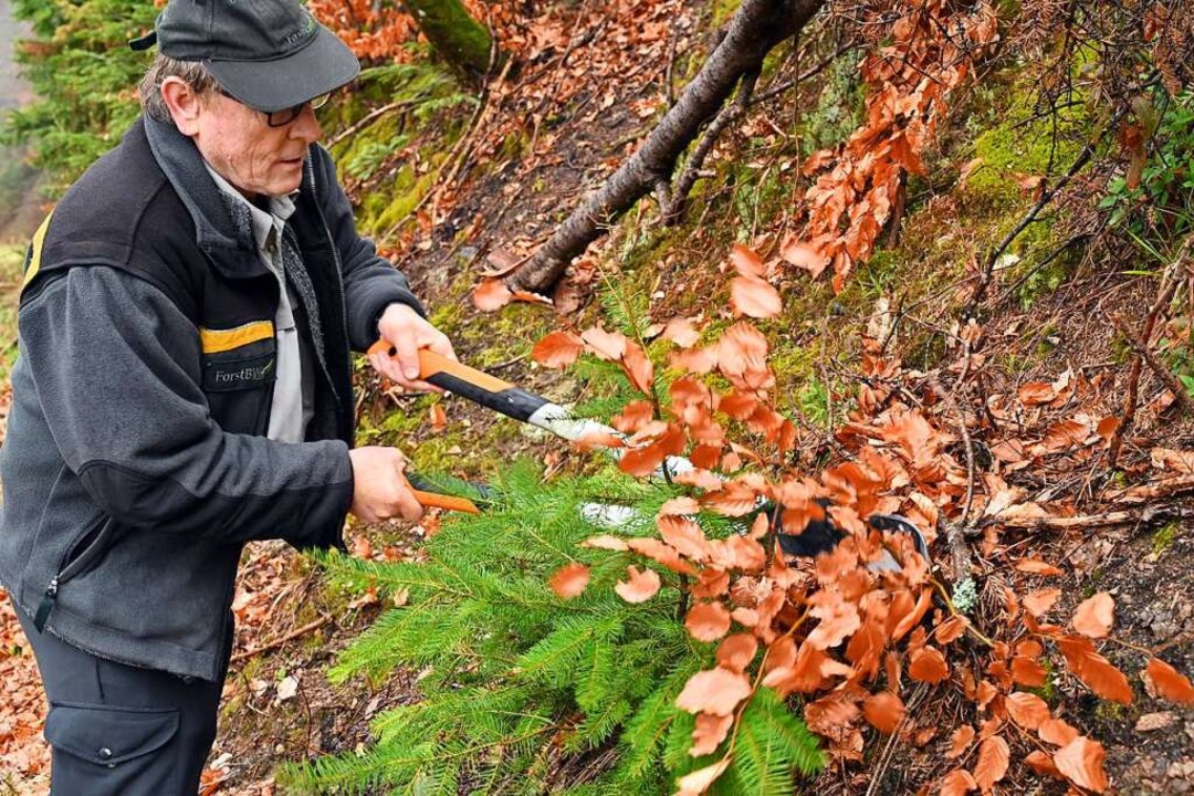 In Freiburg stirbt ein Waldstück am Klimawandel - Freiburg - Badische ...