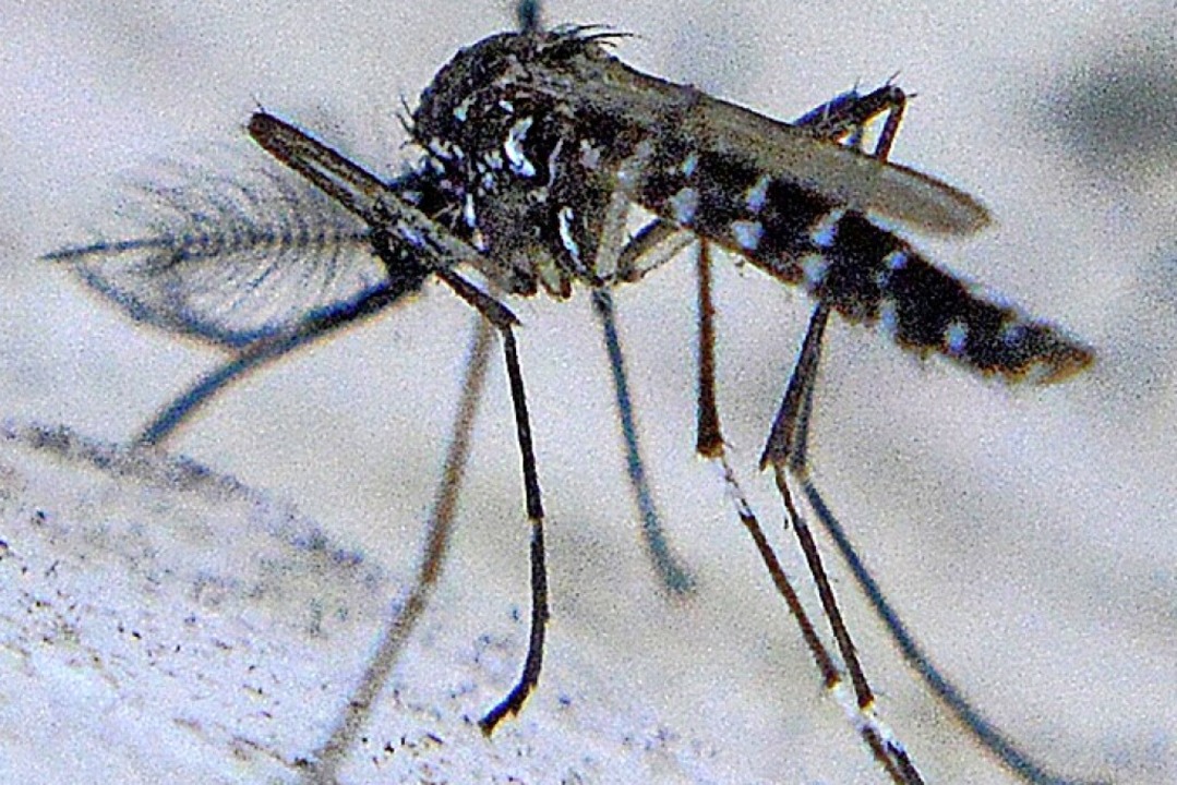 Die Tigermücken-Bekämpfung in Freiburg startet wieder - Freiburg ...