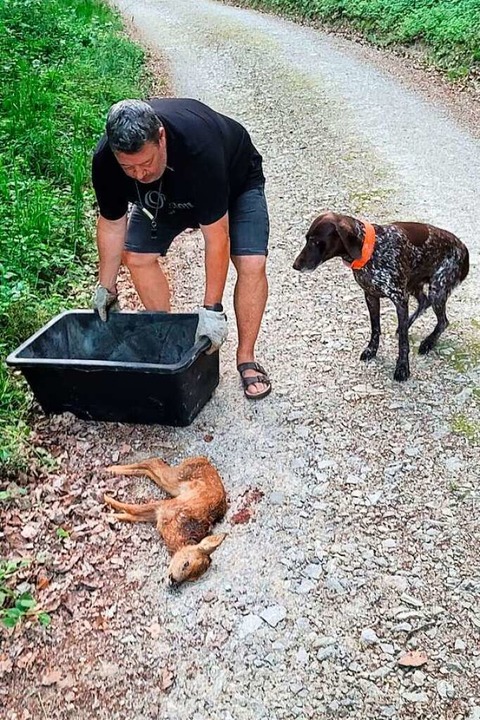 Erneut ist ein Rehkitz in Grenzach-Wyhlen von einem Hund zu Tode ...