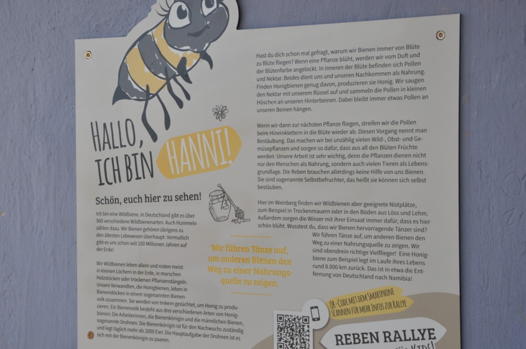 In einem Weinberg in Auggen gibt es nun eine Reben-Rallye für Kinder ...