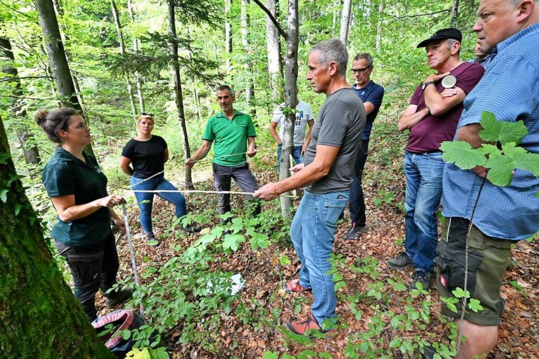 Im Sexauer Wald verdursten die hölzernen Riesen - Sexau - Badische Zeitung