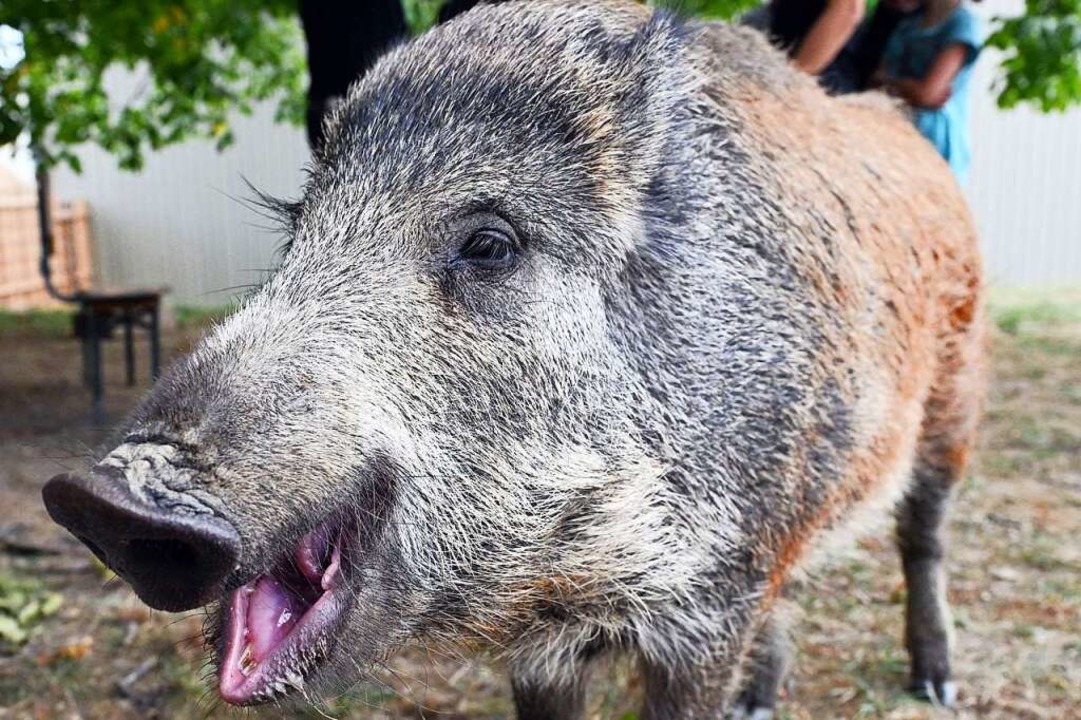 Warum Wildschwein Friedrich auf Kommando Sitz und Platz macht - Südwest ...