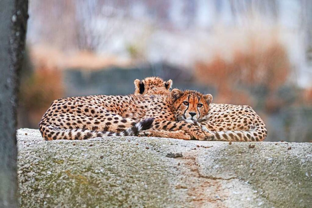 Der Basler Zoo wird 150 Jahre alt – und feiert das ein Jahr lang ...