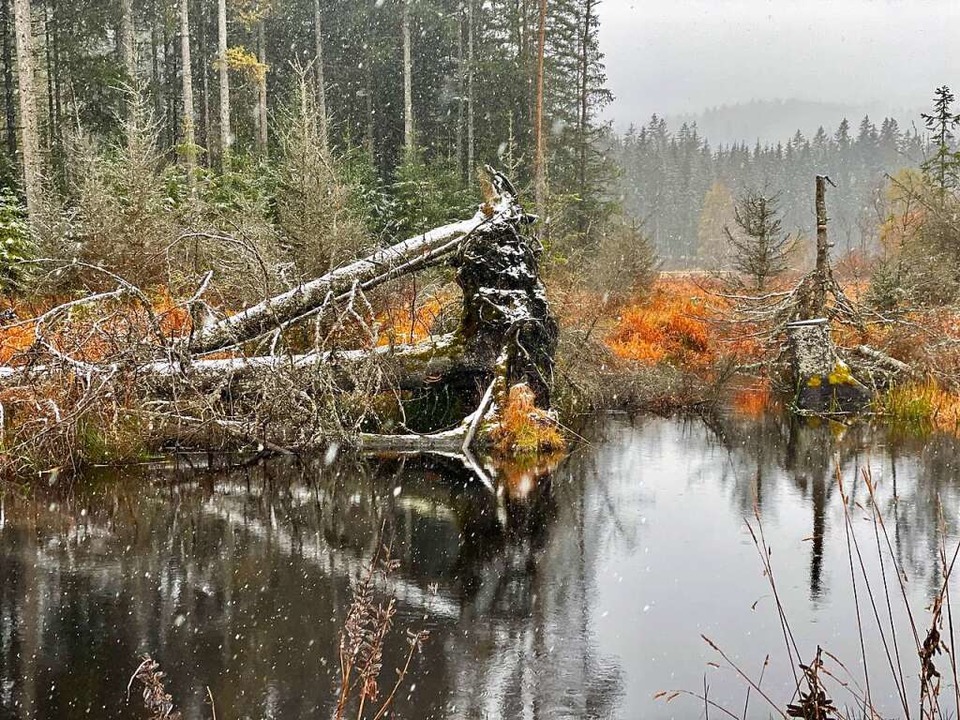 Immer dem Biber nach: Ein Ausflug zum Windgfällweiher im ...