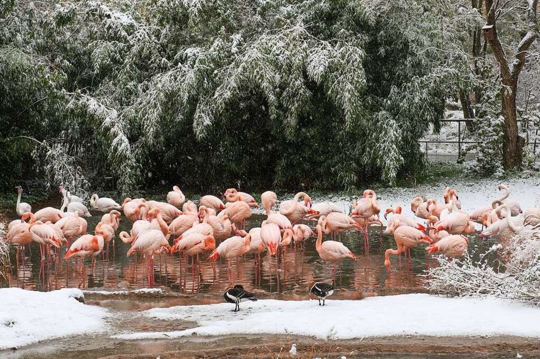 Wie der Basler Zoo und der Tierpark Lange Erlen ihre Bewohner vor der ...