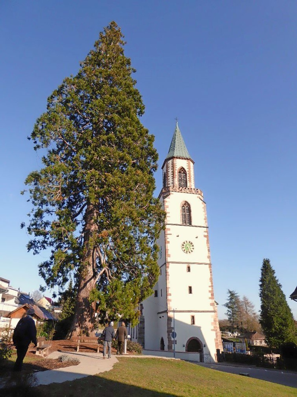 Der Riese auf dem Dinkelberg: Der Eichseler Mammutbaum und seine ...