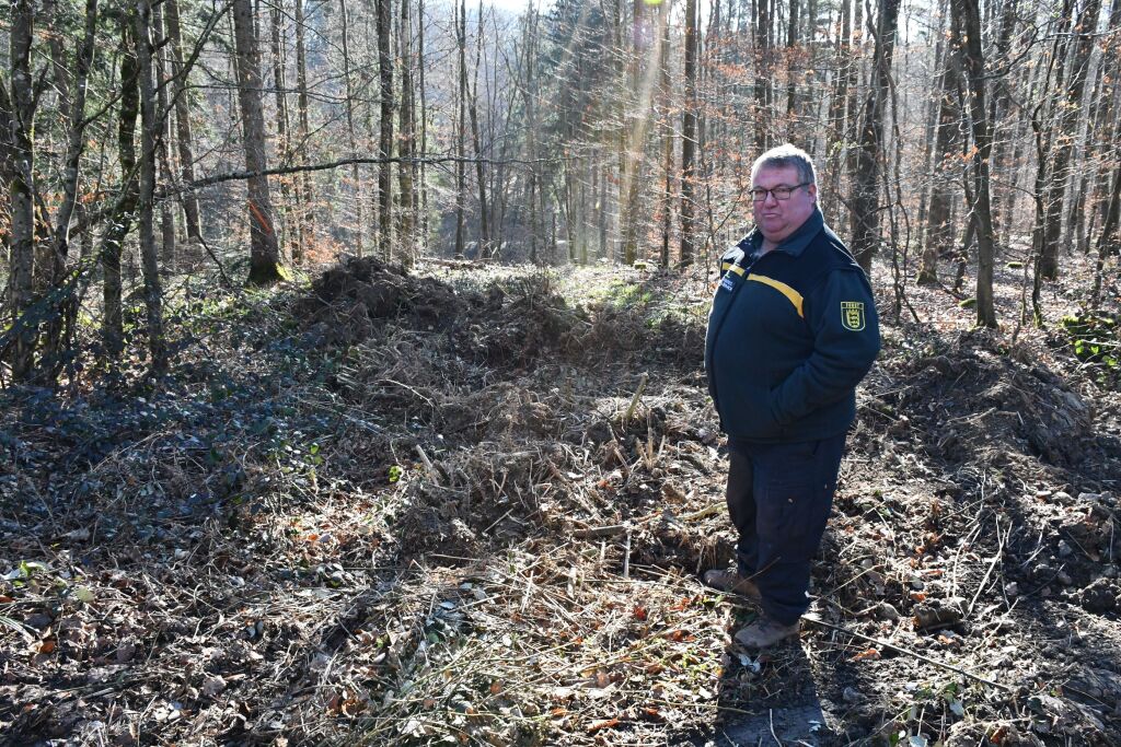 Was hat Bambus im Wald zu suchen? In Rheinfelden gibt es mehrere Fälle von entsorgtem ...