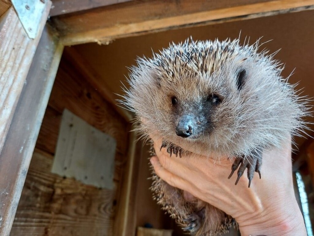 Jelly beans brains leaked sex tape two text system as usual